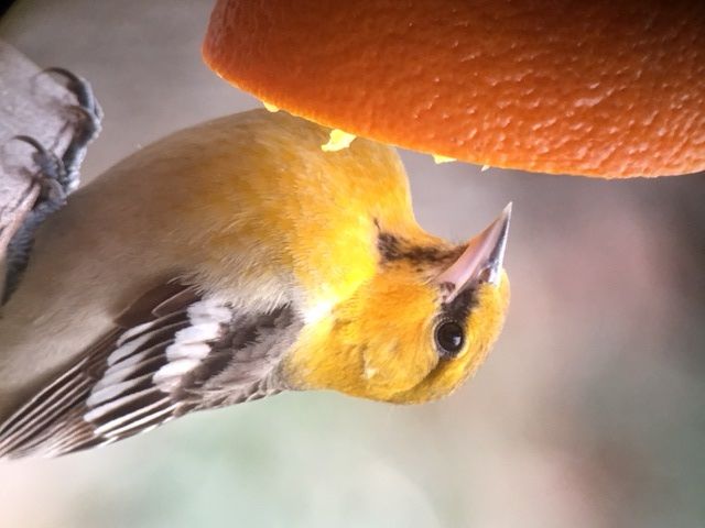 Bullock's Oriole