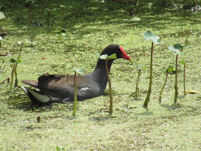 Common Gallinule