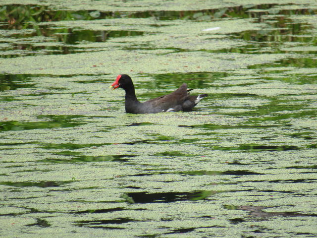 Common Gallinule