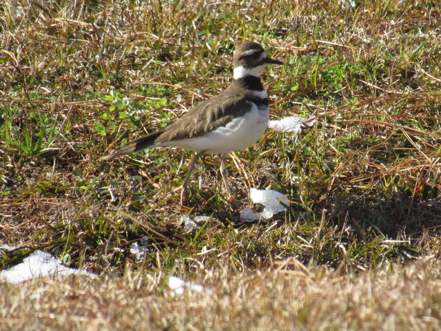 Killdeer