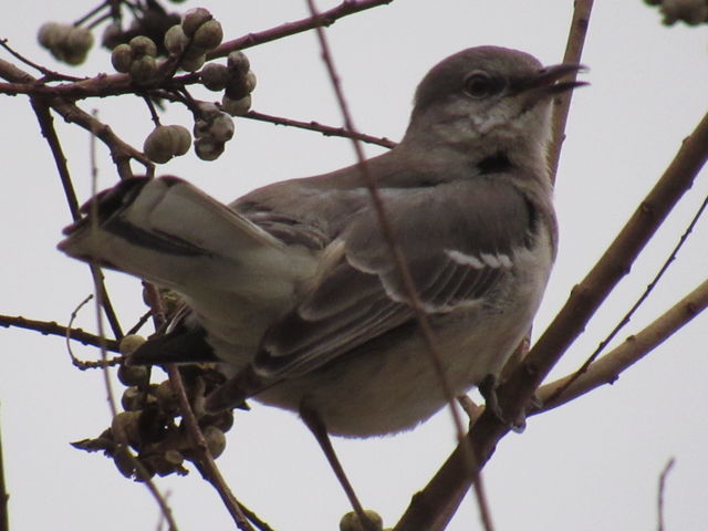Northern Mockingbird