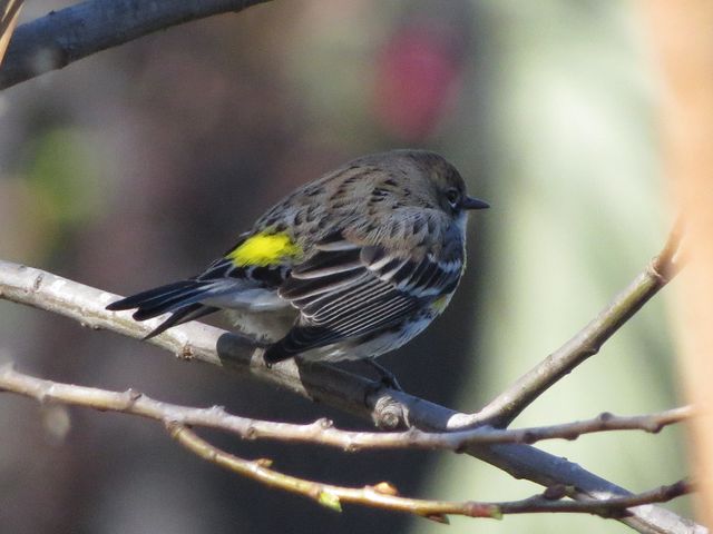 Yellow-rumped Warbler