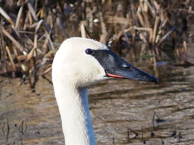 Trumpeter Swan