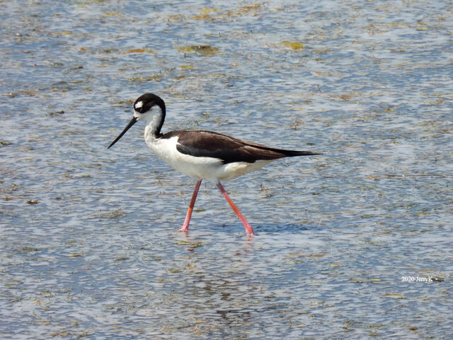 Black-necked Stilt