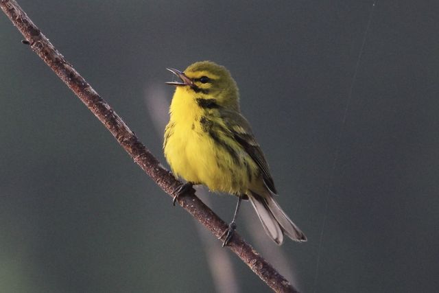 Prairie Warbler