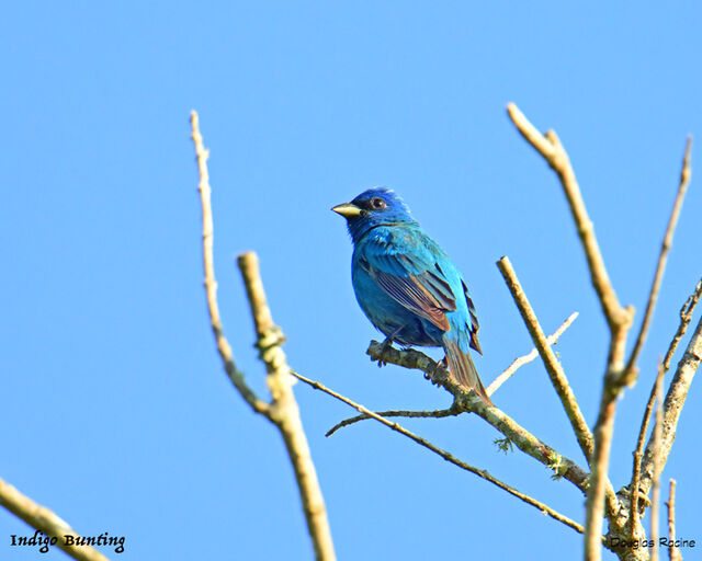 Indigo Bunting