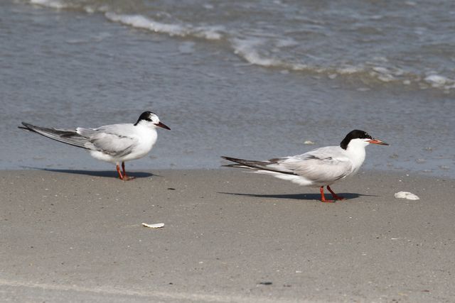 Common Tern