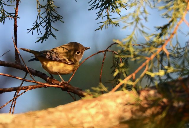 Blue-headed Vireo